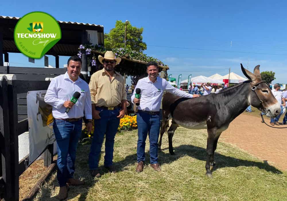 Conheça o jumento exposto na Tecnoshow que tem valor agregado de R$ 300 ...