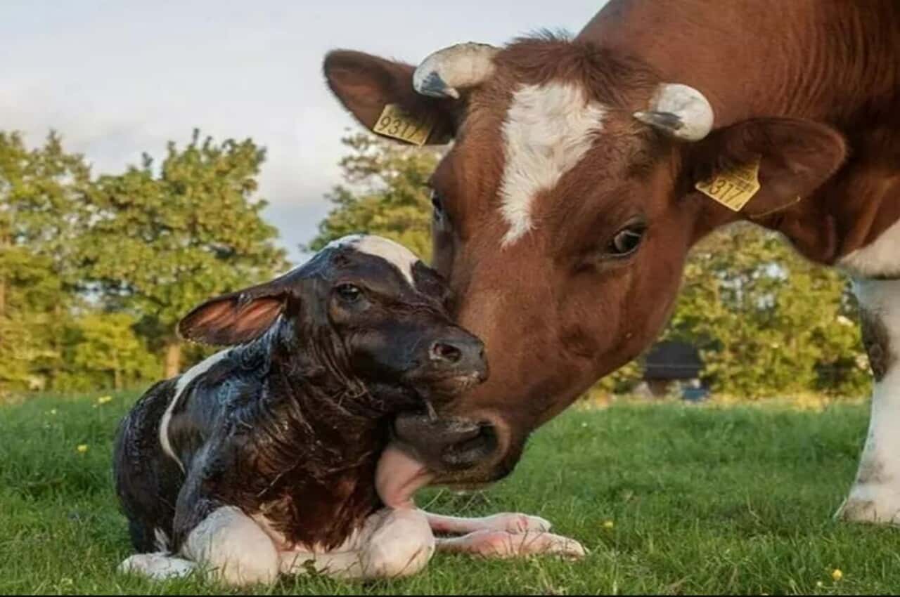 Dúvidas e cuidados que se deve ter com as vacas em período gestacional ...