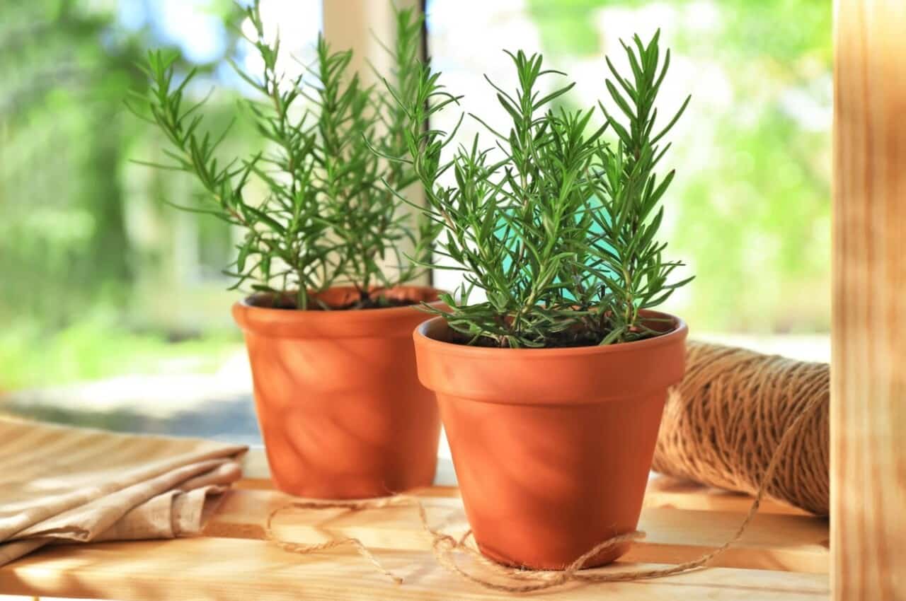 Saiba como plantar alecrim e quais são os cuidados necessários com o ...