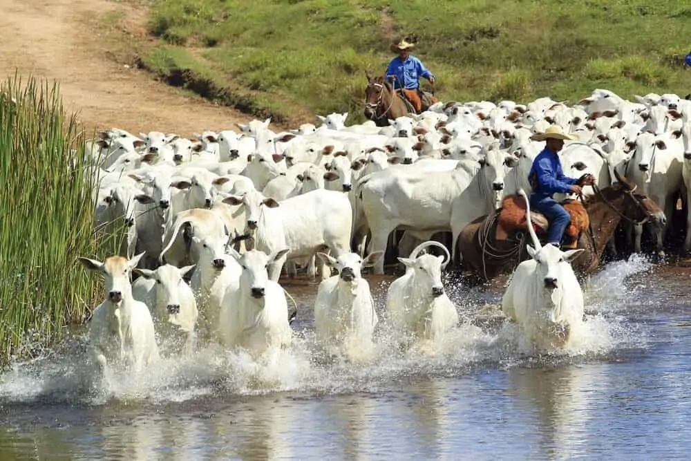 Dia do Pecuarista: homenagem do Agro2 a todos os profissionais da área ...