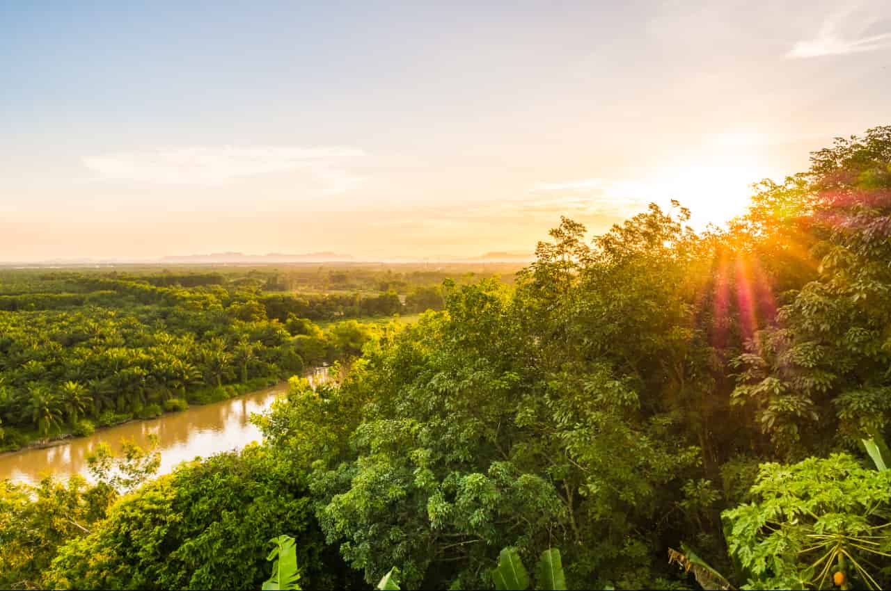 Brasil, Indonésia e Congo fazem aliança para preservar florestas ...