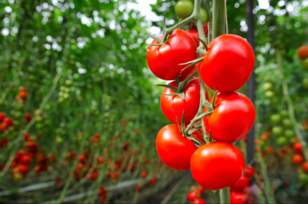 Protetor solar melhora a produção de tomate em Goiás