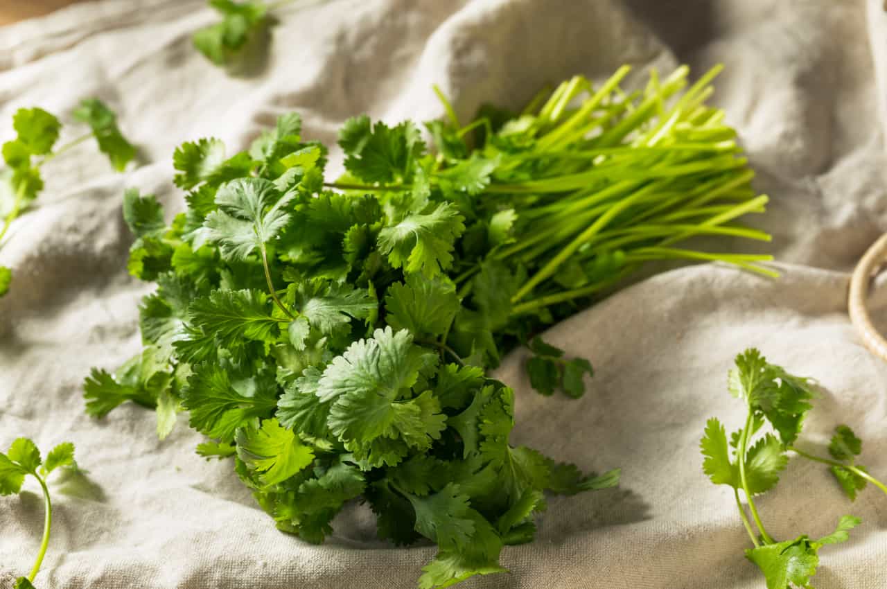 Coentro: aprenda como fazer o cultivo, importância nutricional e ...