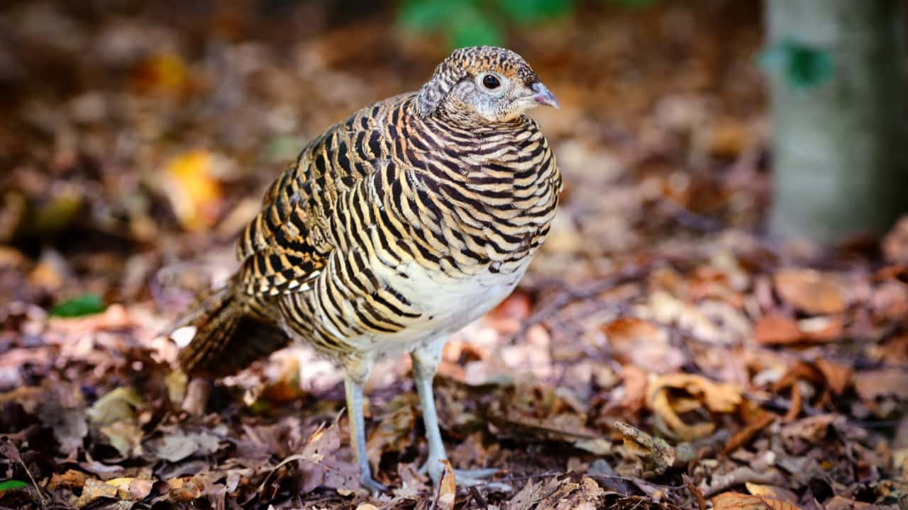 Sexagem: veja 5 dicas preciosas para descobrir o sexo das codornas