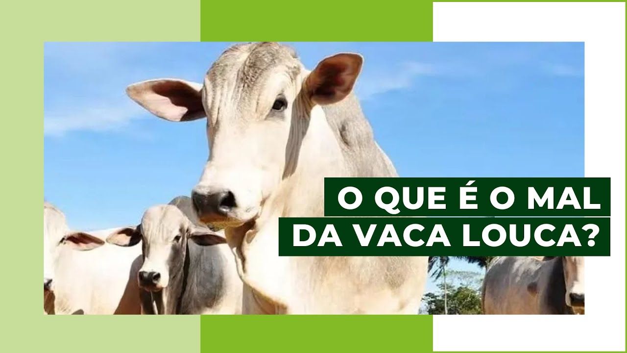 Ao vivo: médico-veterinário da Agrodefesa fala sobre caso do mal da ...