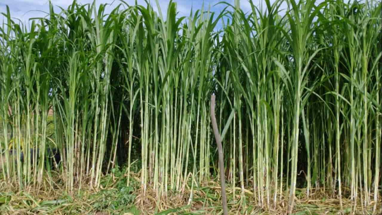 Cultivo do capim BRS Capiaçu é tema de curso online oferecido pela Embrapa