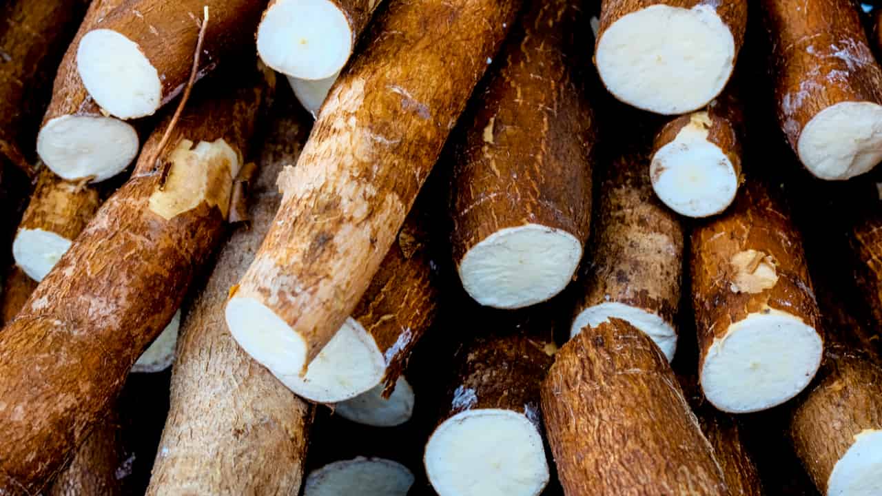 1º Festival da Mandioca acontece de 21 a 23 de abril em Bela Vista de Goiás