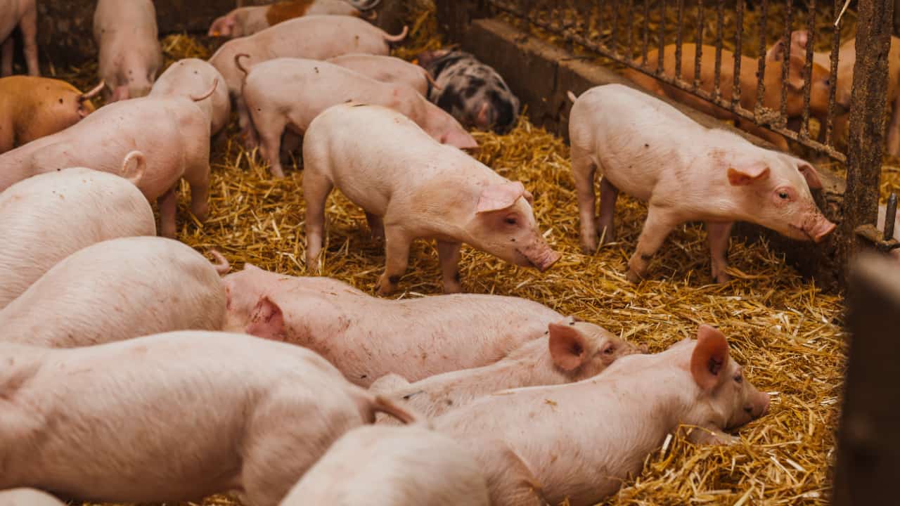 Receita das exportações de carne suína cresce 30,8% em março e ...