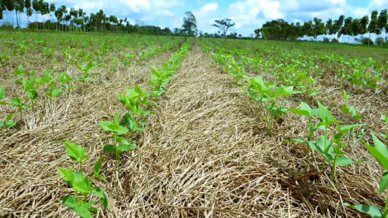 Lavoura-pecuária acumula mais carbono no solo que sucessão de culturas