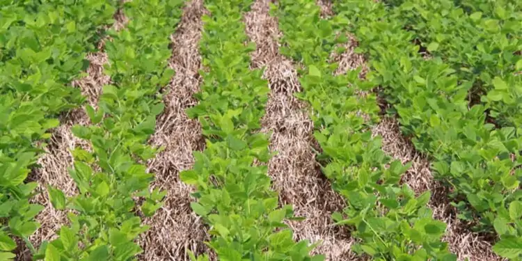 Integração Lavoura-Pecuária: clima no Vale do Araguaia é potencial para ...
