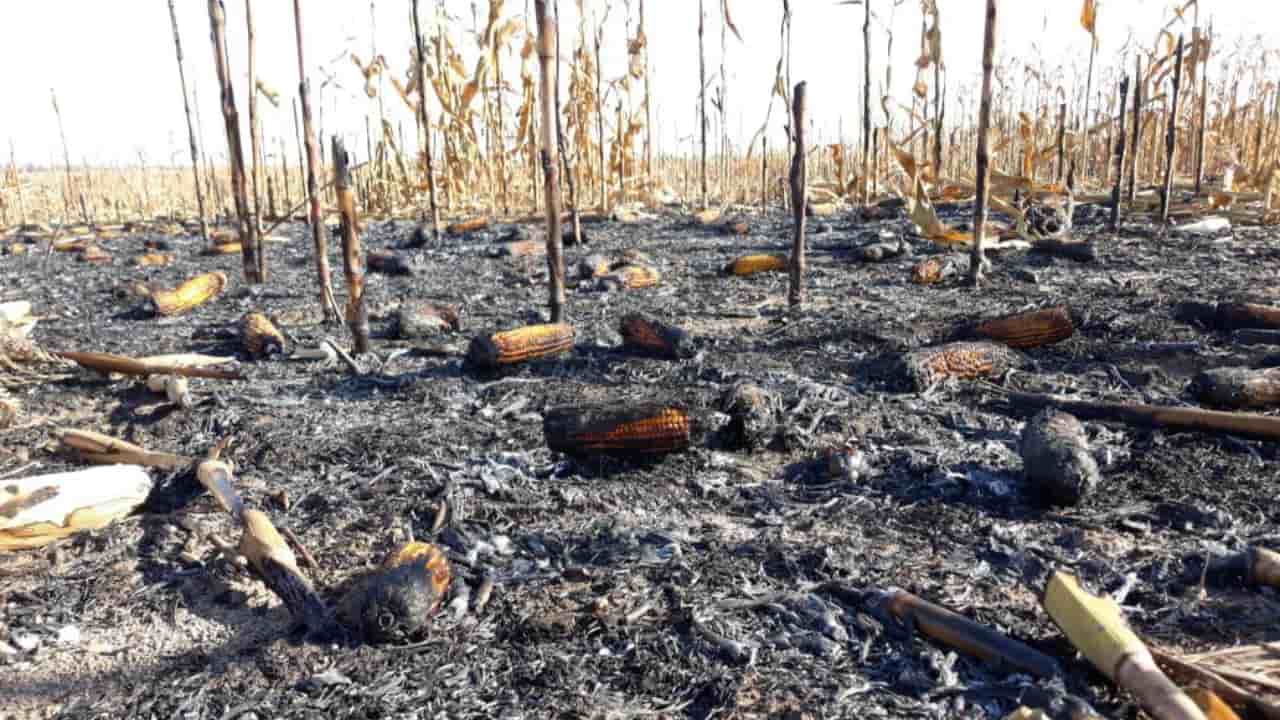 Seca aumenta risco de queimadas que impactam o solo; veja cuidados