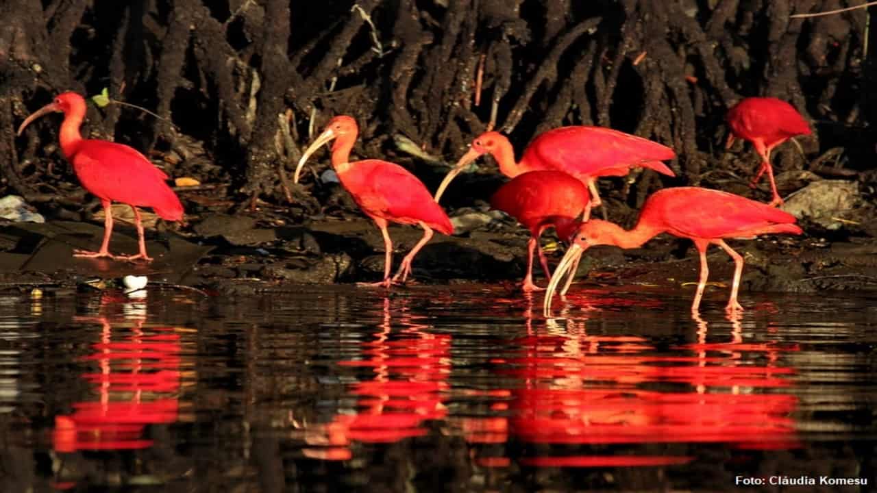 Guarás-vermelhos devem ser reintroduzidos no Rio de Janeiro no início ...