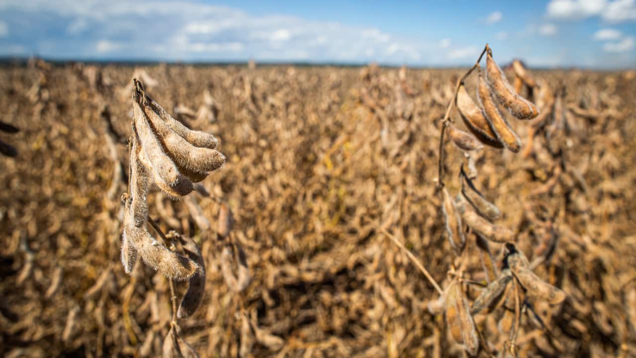 Seca x Soja: veja como reduzir os impactos da seca na cultura