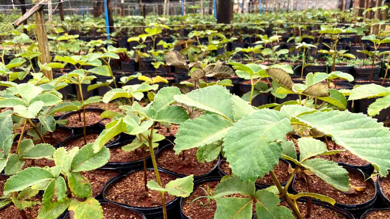 Emater abre formulário online para compra de mudas de pequi sem espinhos Emater abre formulário online para compra de mudas de pequi sem espinhos