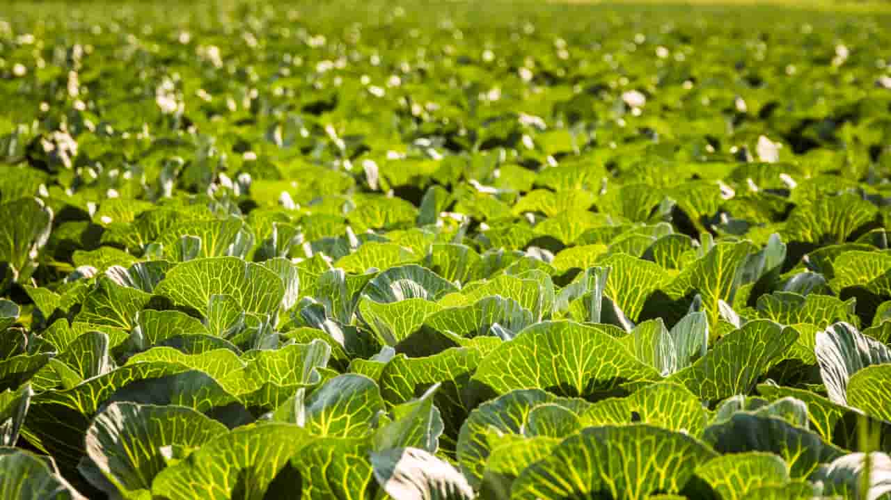 Aprenda como plantar couve e os benefícios do consumo do vegetal para a ...