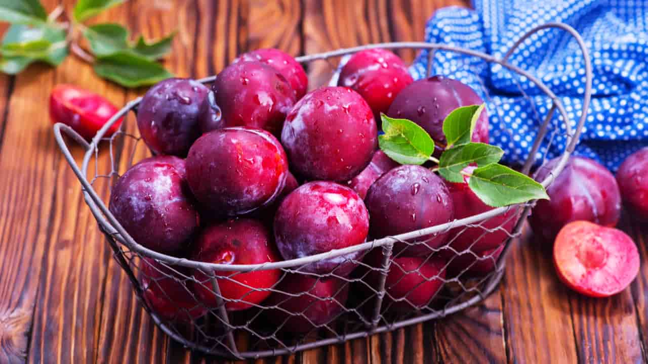 Veja como plantar ameixa e os cuidados que devem ser adotados durante o ...