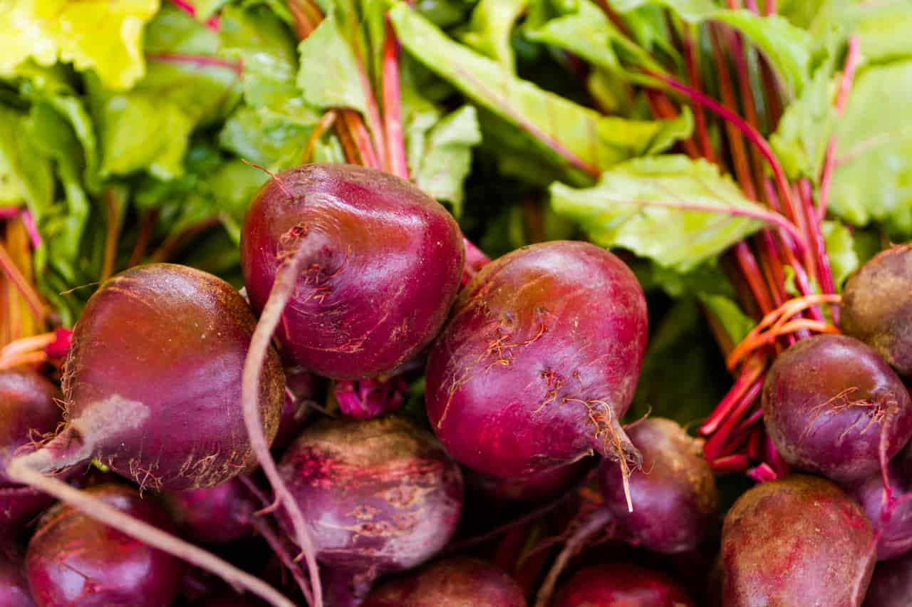 Beterraba: confira como plantar, as dicas e os cuidados com o cultivo