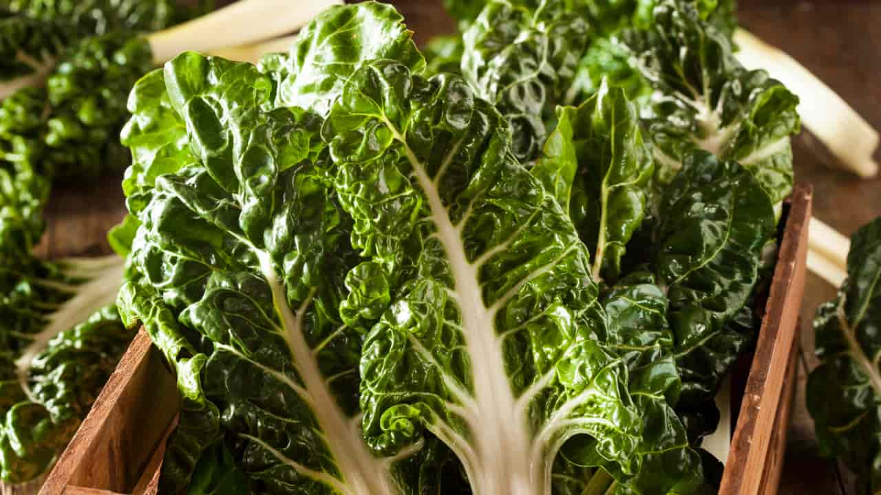 Veja como plantar acelga e conheça todos os benefícios desse alimento ...