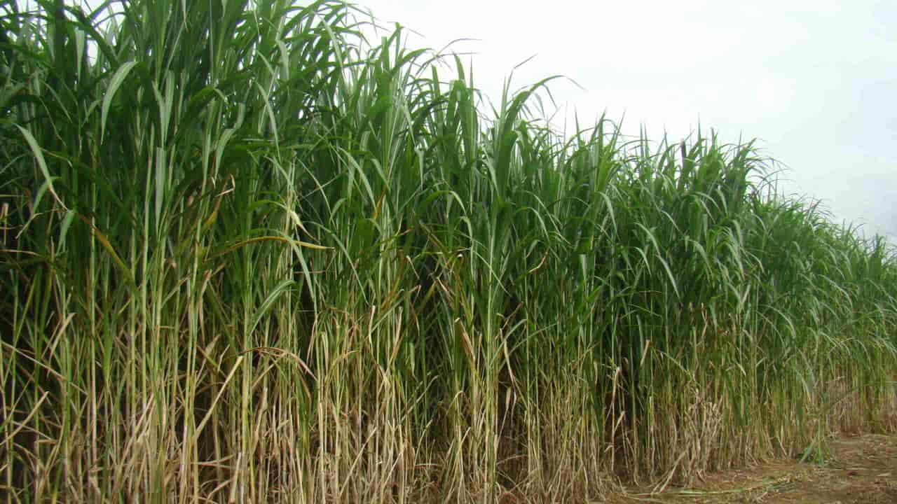 Capim BRS Capiaçu é opção de alimento para bovinos durante período de seca