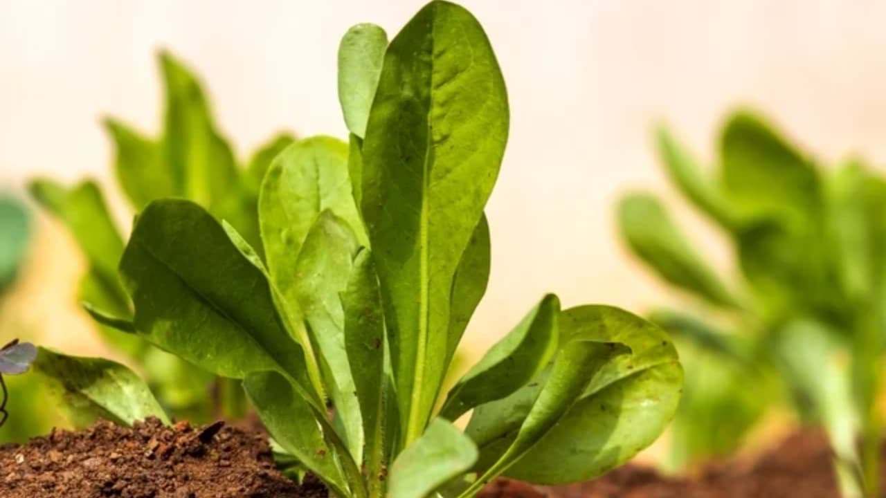 Confira como plantar Almeirão e os benefícios do vegetal para a saúde