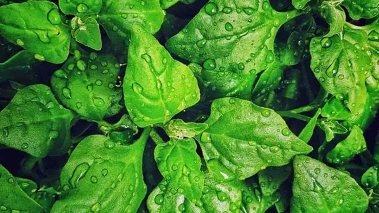 Espinafre: veja como plantar, os cuidados necessários e o período de ...