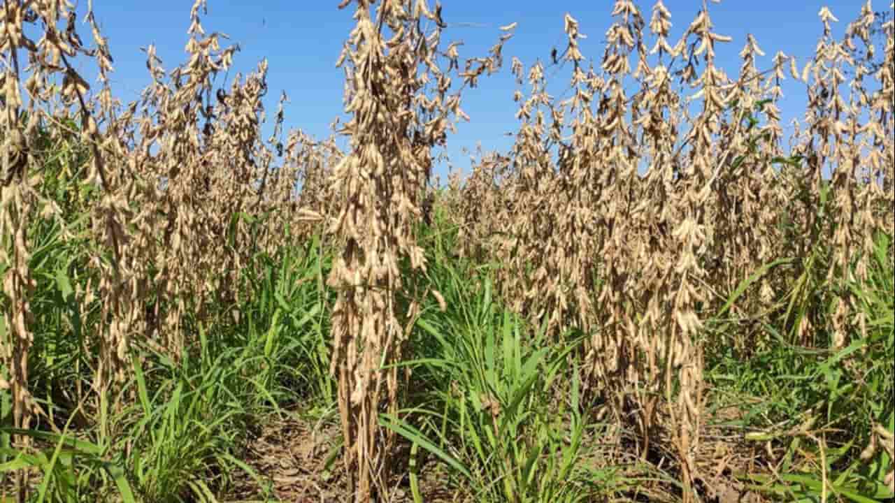 Técnica de consórcio entre soja e pastagens antecipa alimento para gado ...