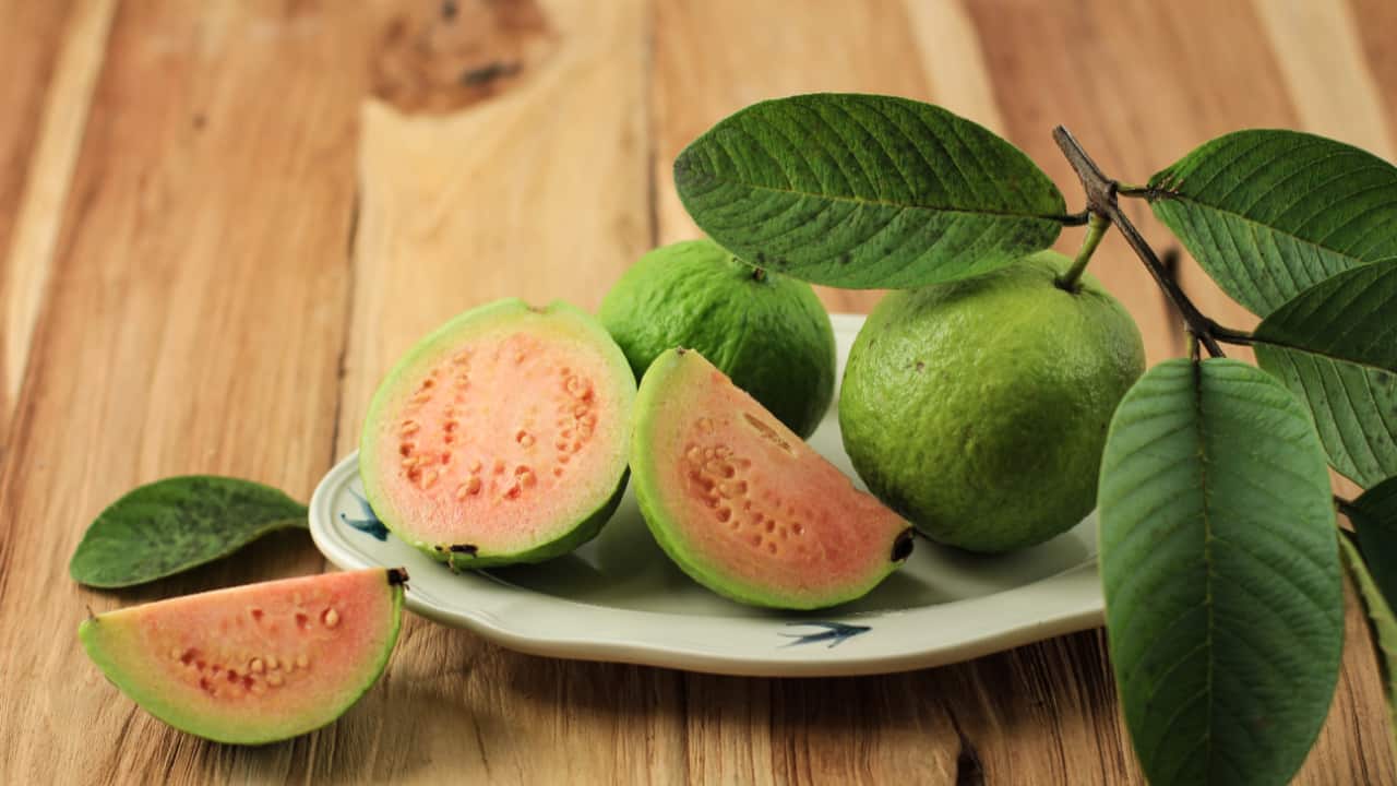 Confira como plantar goiaba e ter a fruta em casa o ano todo