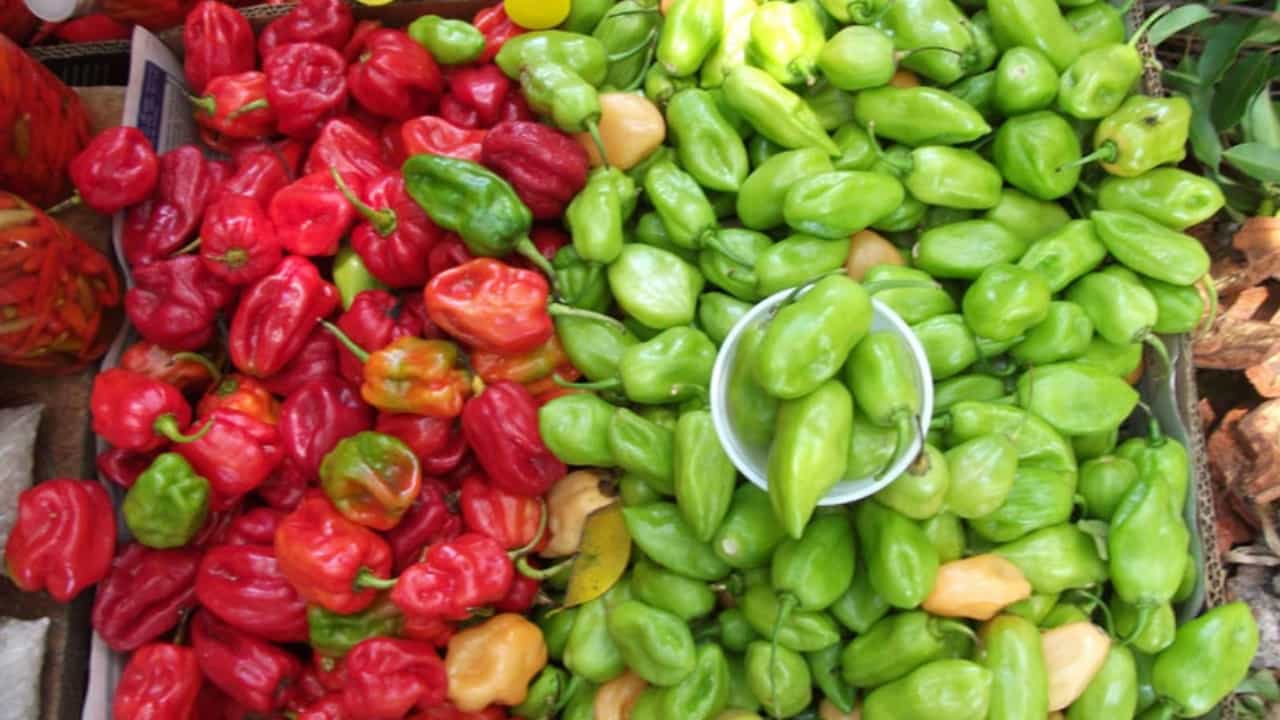 Pimenta-de-cheiro: aprenda como plantar e os benefícios do alimento
