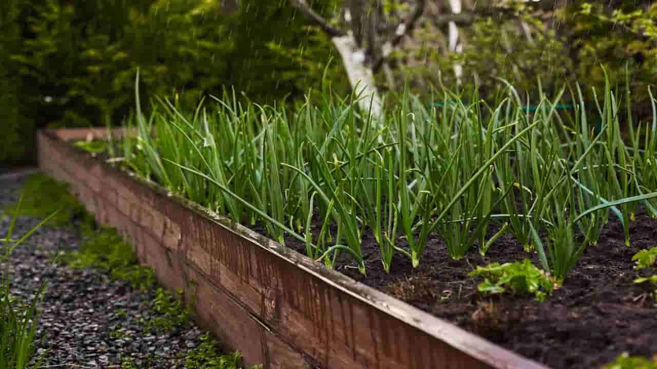 Cultivo cebolinha verde: dicas e cuidados para uma colheita saudável