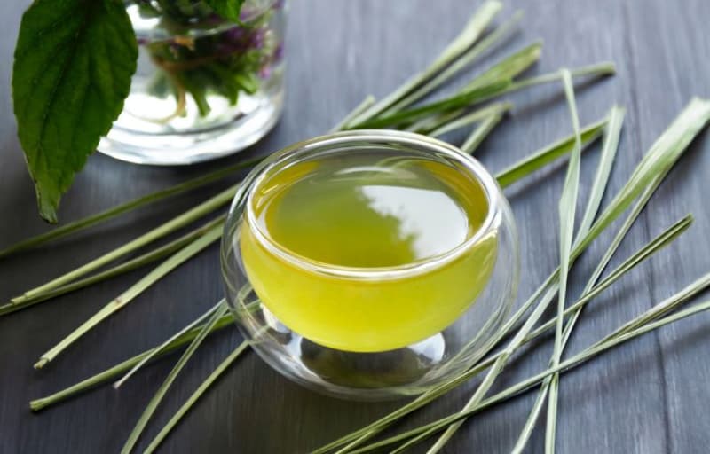 Capim-santo: veja para que serve e como usar a planta medicinal ...