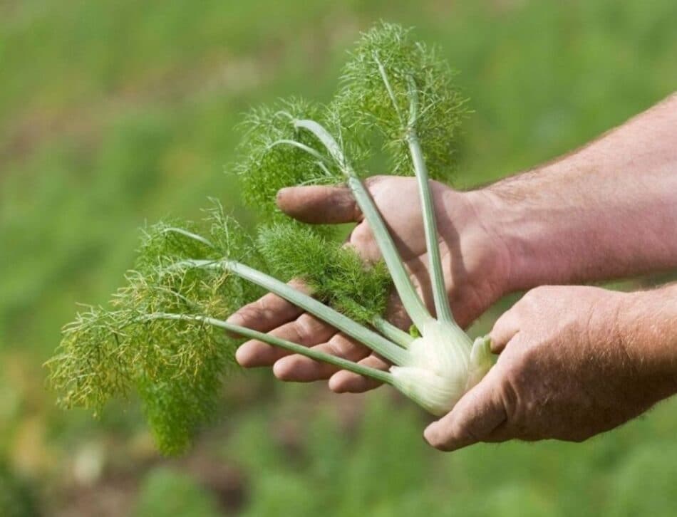 Funcho: veja o que é e as dicas de como cultivar a planta em casa