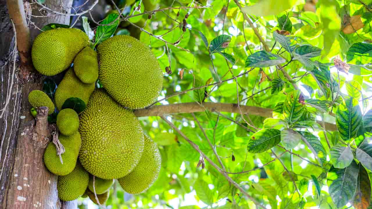 Veja como plantar jaca e os cuidados essenciais para o desenvolvimento ...
