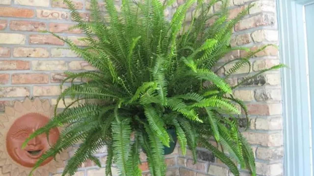 Aprenda como plantar samambaia em casa e como cultivar adequadamente ...