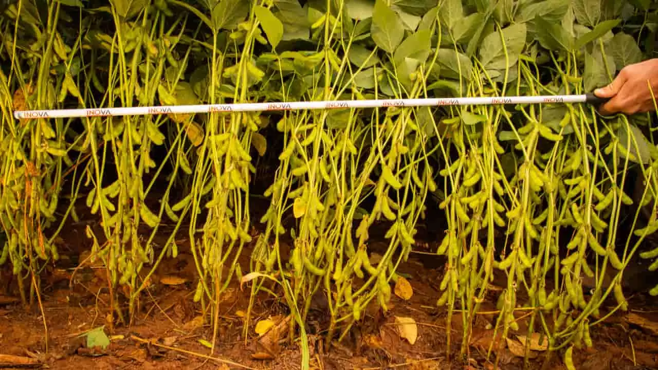 Biofungicida com tecnologia Embrapa atua no controle de doenças em ...