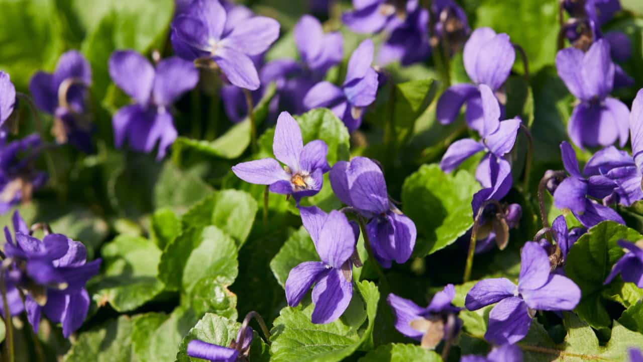 Confira o guia completo de como plantar violeta em casa e os cuidados ...
