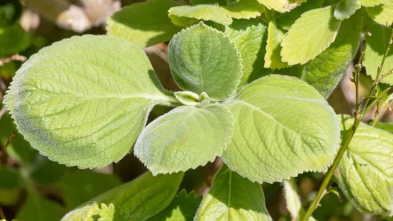 Confira como plantar boldo em casa e os cuidados necessários com o ...
