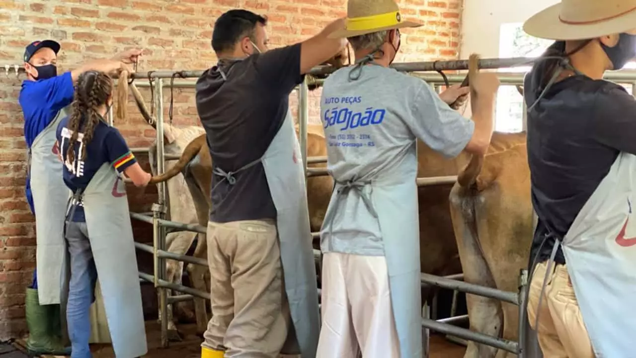 Inseminação artificial alcança 23% das matrizes de bovinos de corte no ...