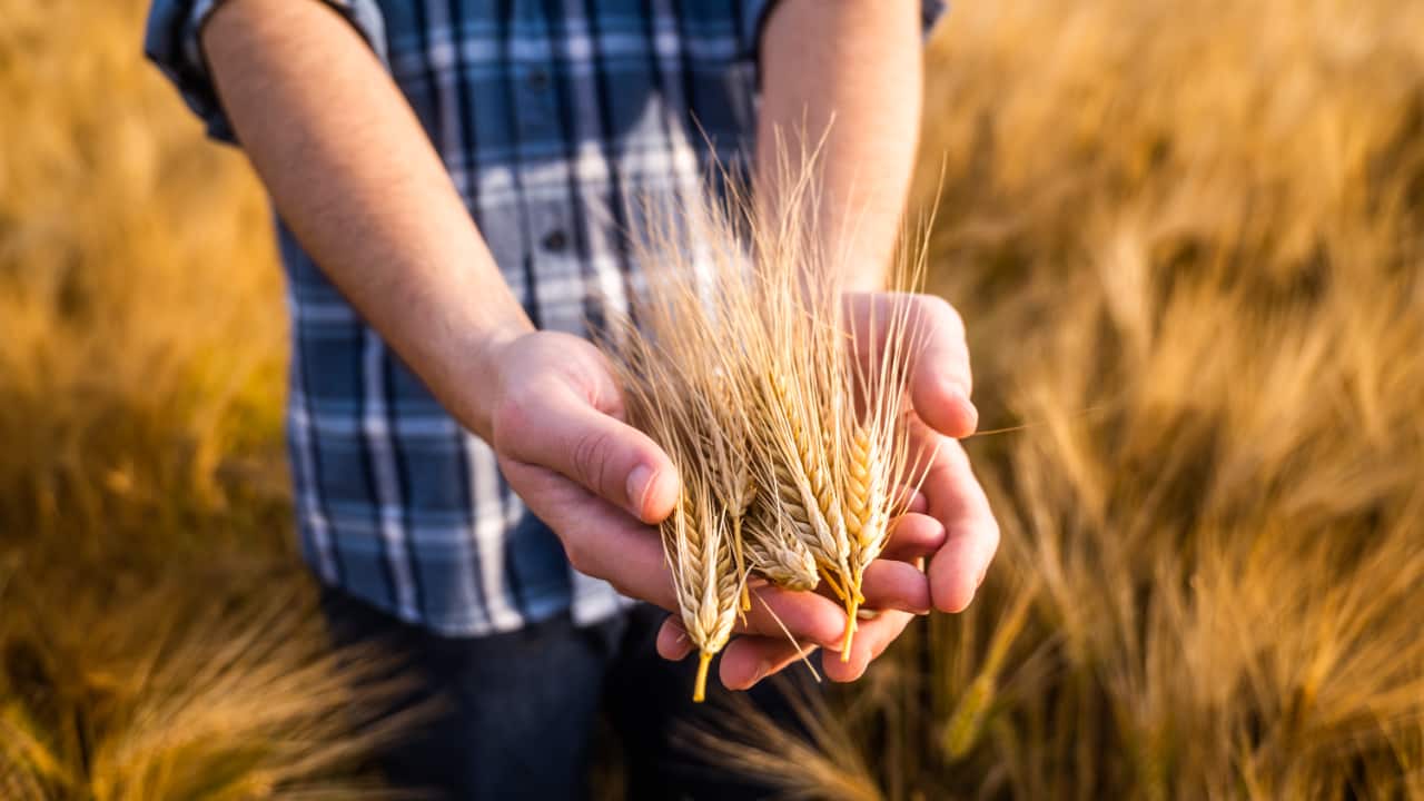 Embrapa lança curso sobre manejo de trigo; veja como se inscrever ...