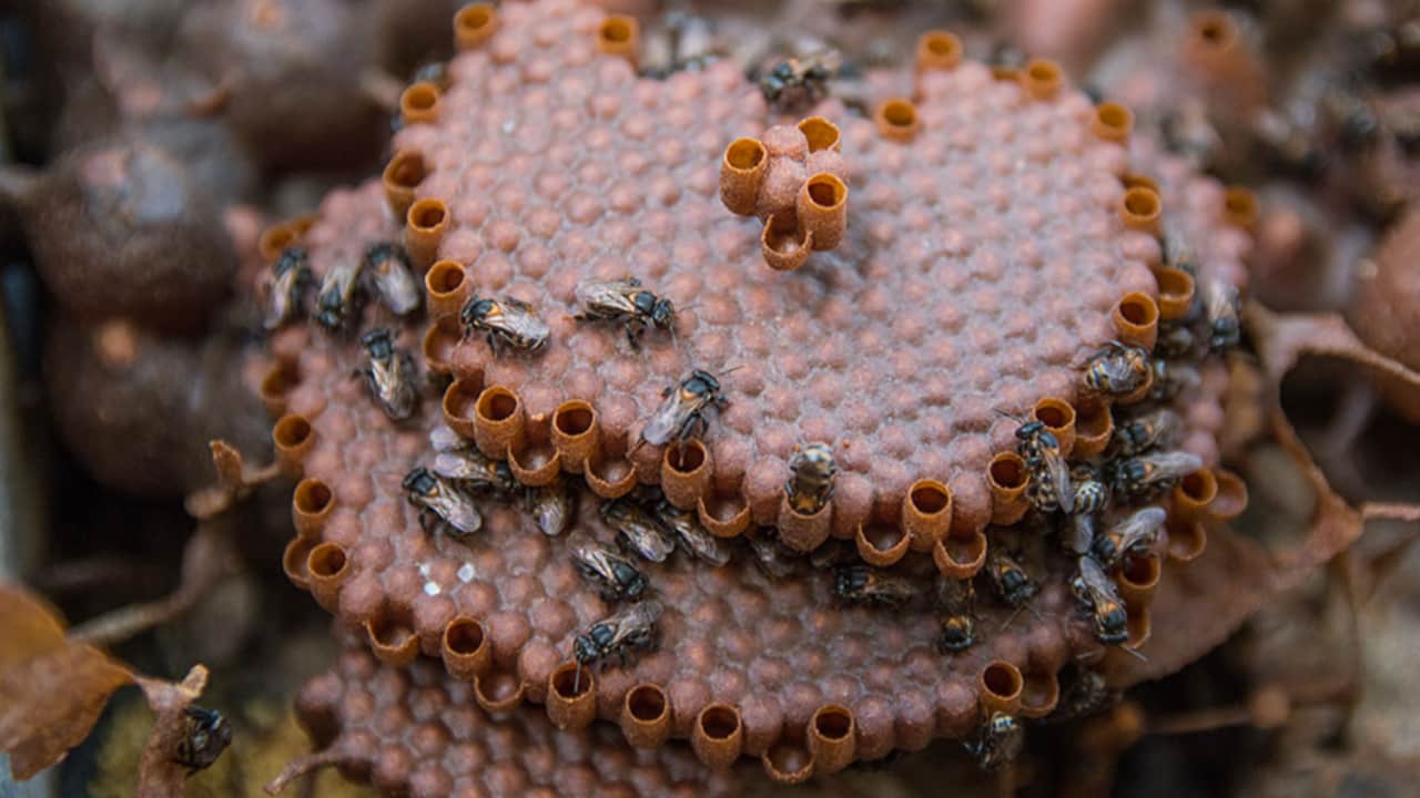 Estudo identifica potencial terapêutico da própolis de abelhas sem ...