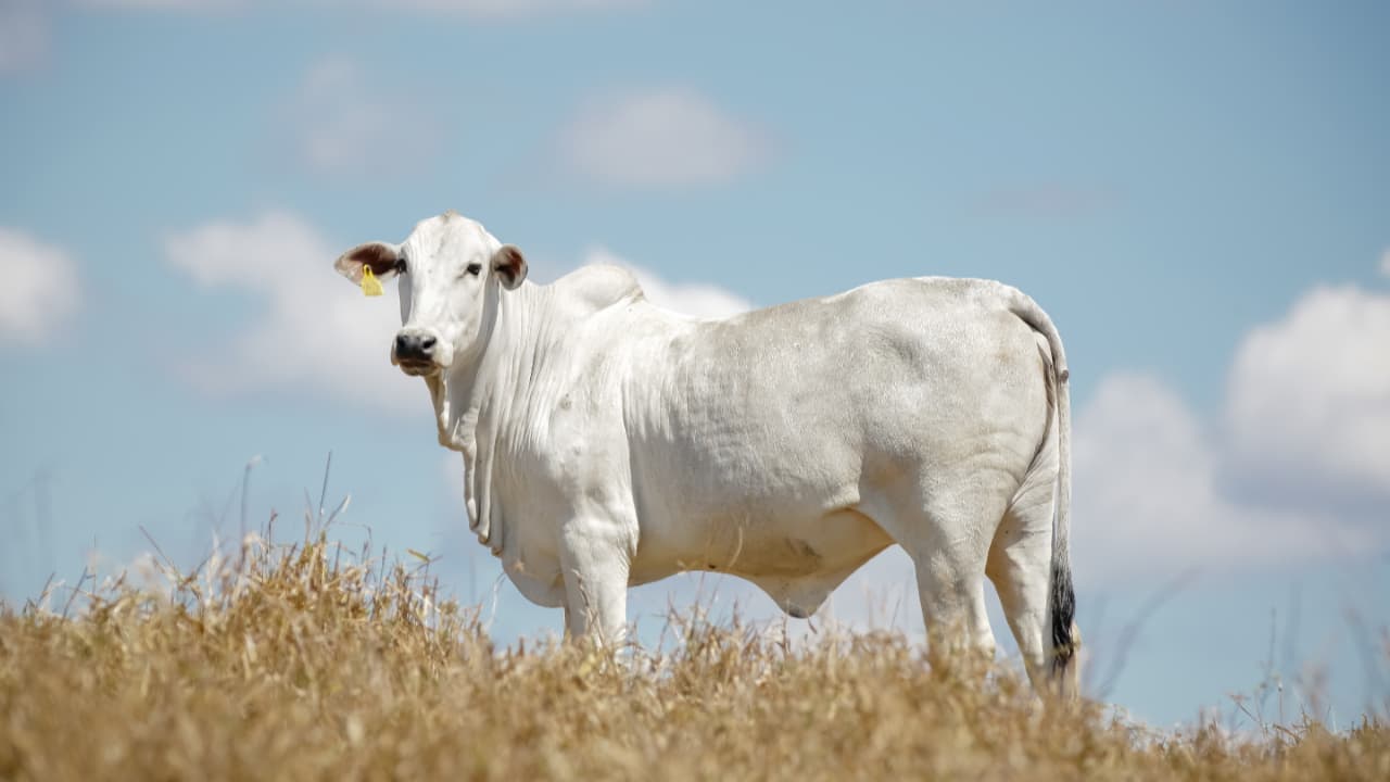 Polícia cumpre mandados em caso de furto de gado avaliado em R$ 80 mil ...