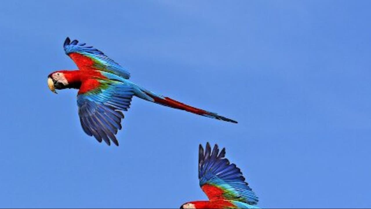 Goiás amplia consulta para avaliar risco de espécies ameaças de ...