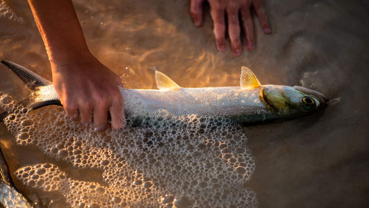 Pesca da tainha 2026 começa com aumento de cota e novas regras de pesca