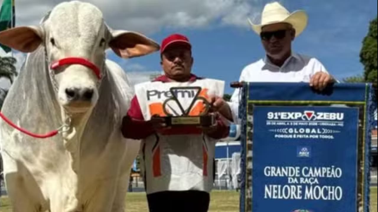 Touro goiano de mais de uma tonelada conquista título na ExpoZebu 2026